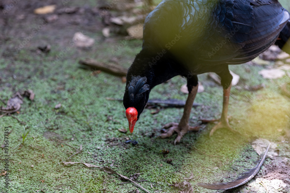 Amazonian guan. The Pava Amazónica is an arboreal bird with a size and ...