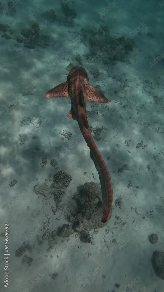 Leopard shark swimming, Lon tail, Great Barrier Reef. Shark swimming ...