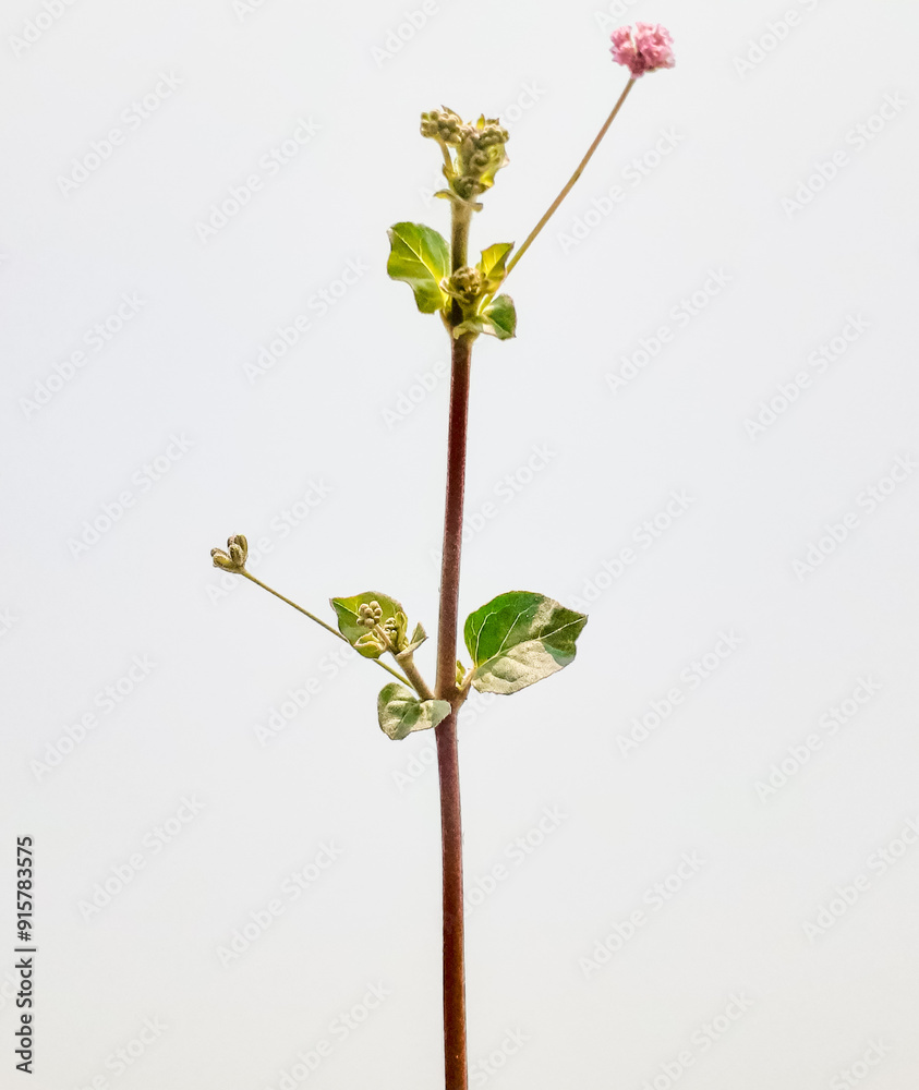 Pink flower and green leaves growing punarnava plant (boerhavia repens ...