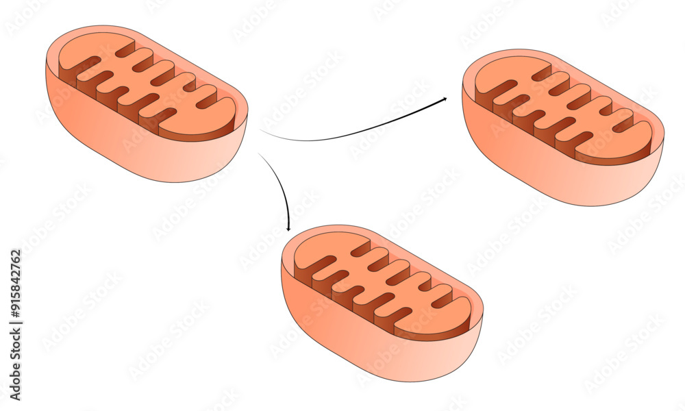 Division of Mitochondria in the Cell: Detailed Vector Illustration of ...