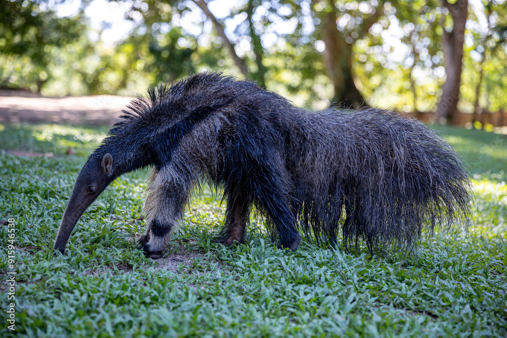 Anteater in the Peruvian jungle. In the Amazon jungle, near Iquitos ...