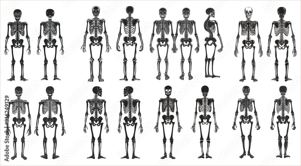 Set of human skeleton in front and back views, Human skeleton vector ...