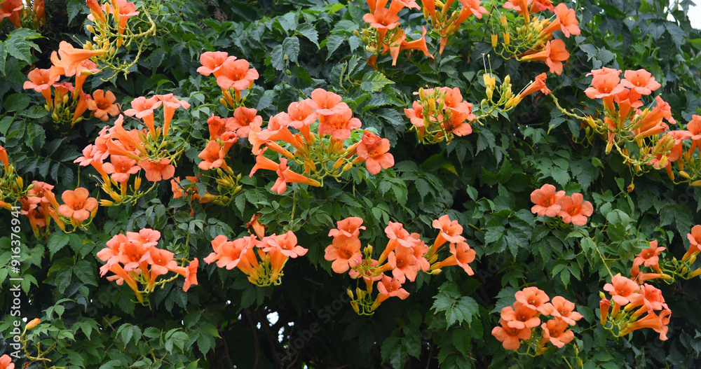 Campsis radicans also known as trumpet creeper, the trumpet vine ...