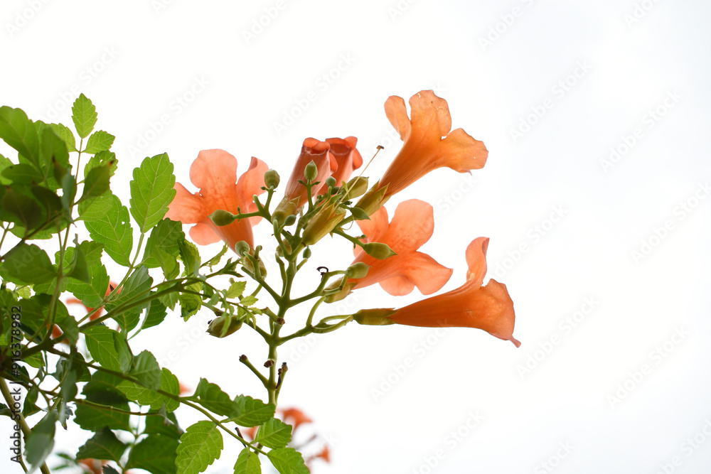 Foto de Campsis radicans also known as trumpet creeper, the trumpet ...