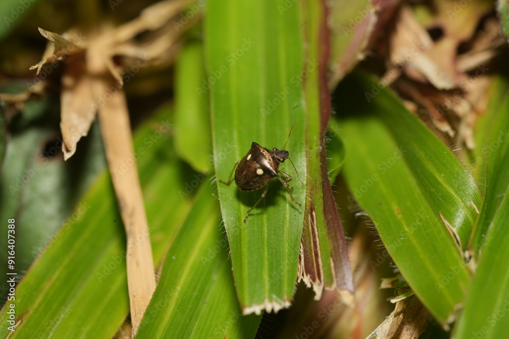 Eysarcoris annamita is a species of true bug belonging to the family ...