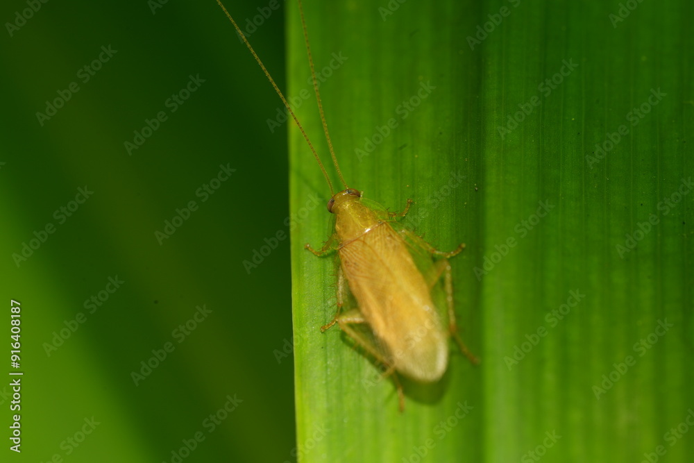 Ectobius pallidus, also known as the dusky cockroach or pale cockroach ...