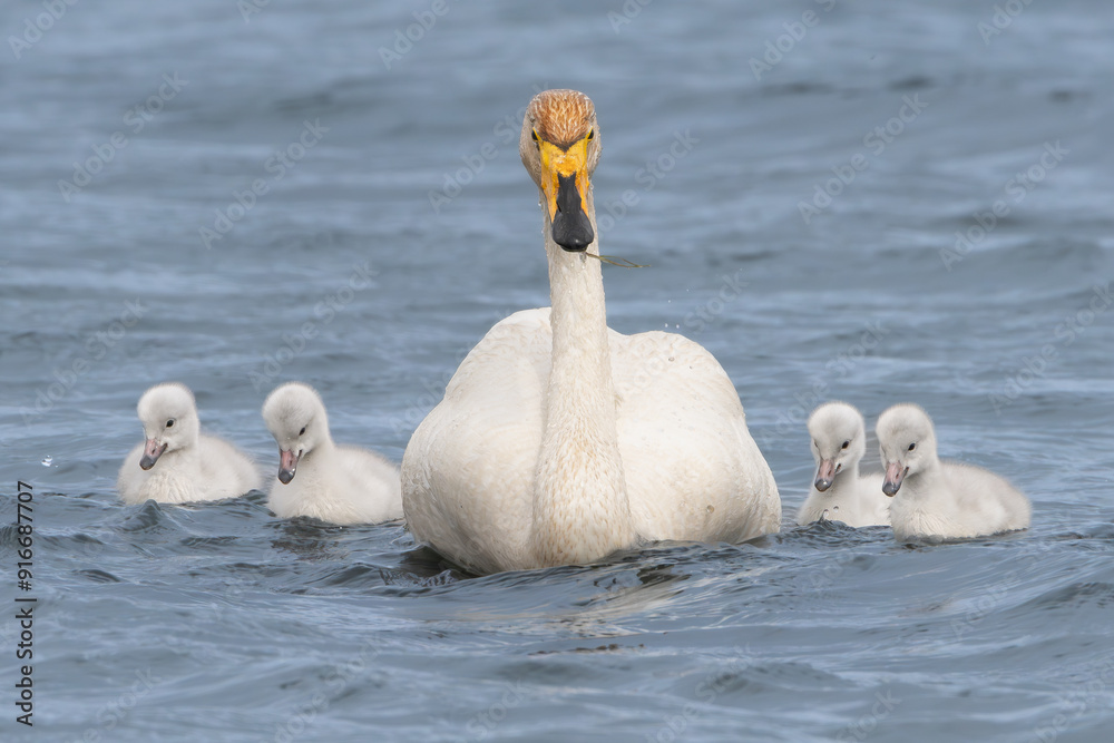 Whooper swan also known as the common swan - Cygnus cygnus - mother ...