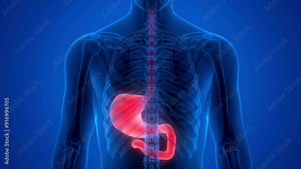 Human Digestive System Anatomy Animation Concept. 3D, Human digestive ...