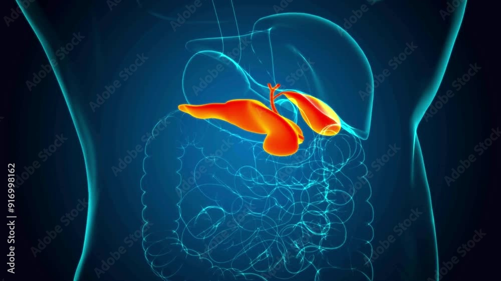 Vídeo do Stock: Human Digestive System Anatomy Animation Concept. 3D ...