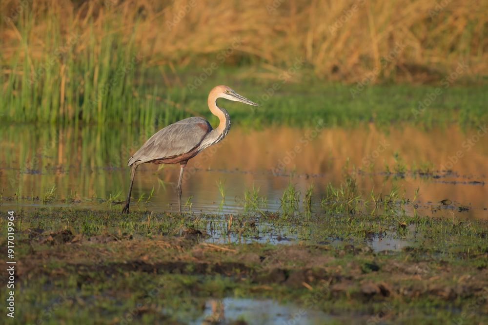 Goliath Heron - Ardea goliath also Giant heron, large wading bird of ...
