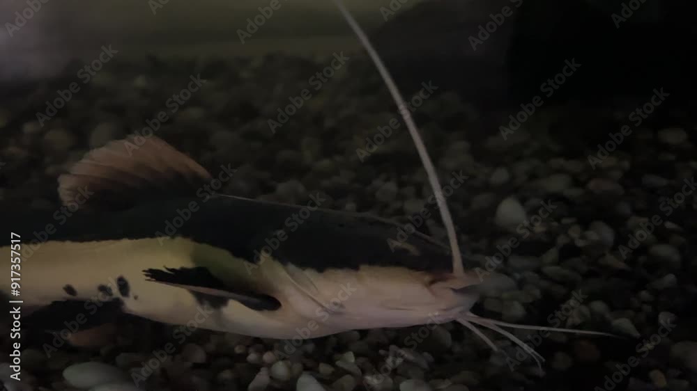 Red-tailed catfish Phractocephalus hemioliopterus with long whiskers ...