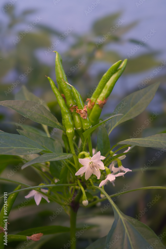 Capsicum annuum plant in bloom. Chili pepper cultivar with white flower ...