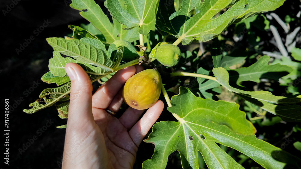 Hand harvesting ripe figs from a fig tree, representing organic farming ...