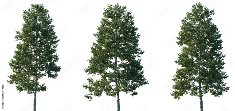 Set of Ilex aquifolium (the holly, common holly, English holly ...