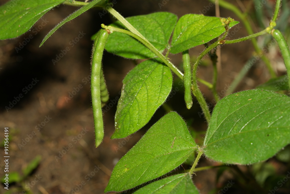 Vigna radiata, commonly known as the mung bean or green gram, is a ...