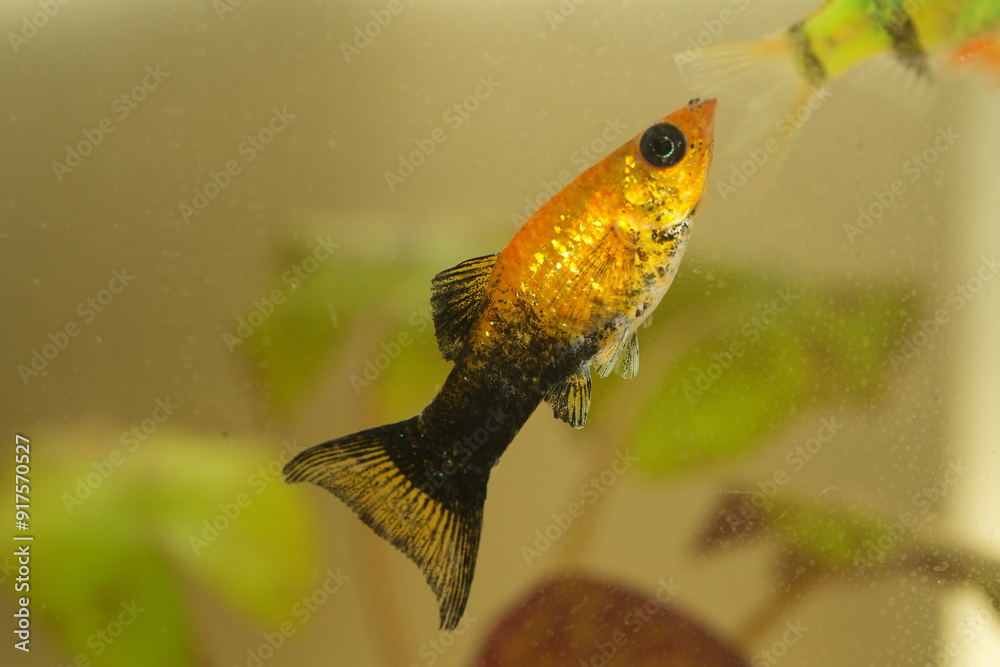 Poecilia sphenops, commonly known as the Molly Fish or Molly, is a ...