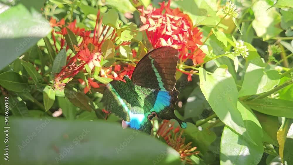 Papilio crino, the common banded peacock, is a species of swallowtail ...