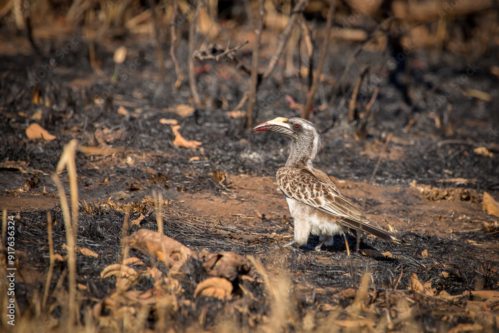 An African Grey Hornbill with its large, powerful and tricolored beak ...