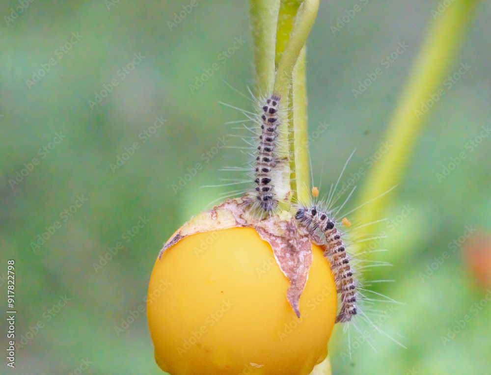 Tea tussock moth larva or Arna pseudoconspersa. Black and white moth ...
