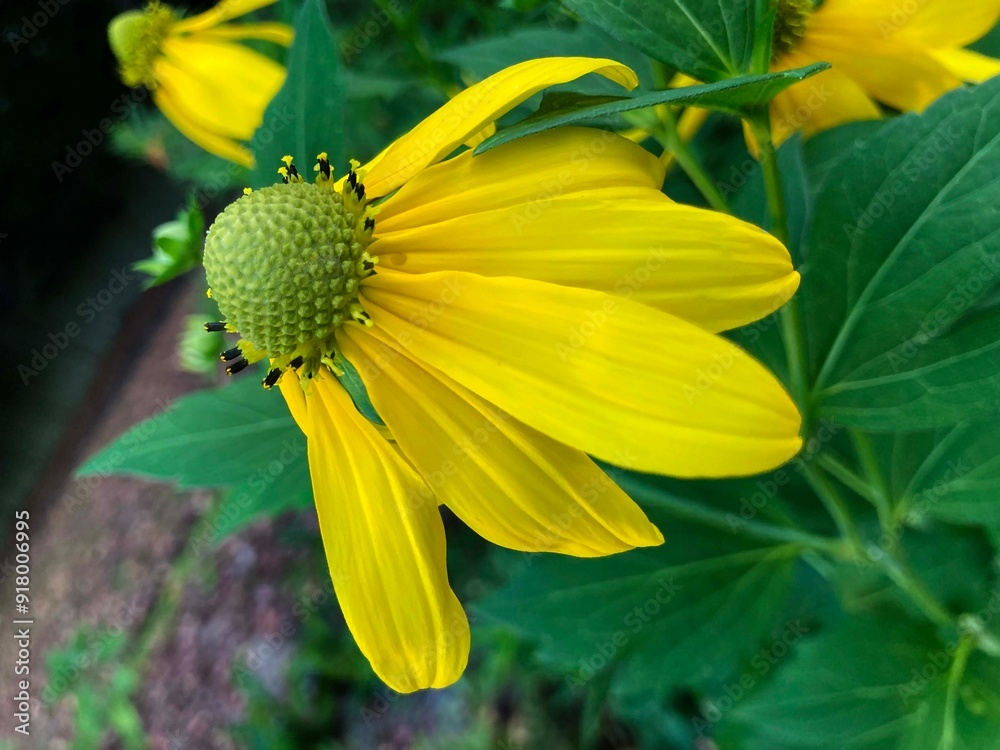 A yellow Cutleaf coneflower growing in a garden. Rudbeckia laciniata ...