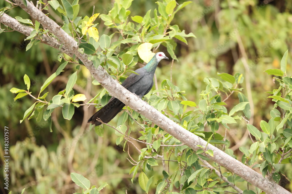 White-faced cuckoo-dove (Turacoena manadensis), also known as the white ...