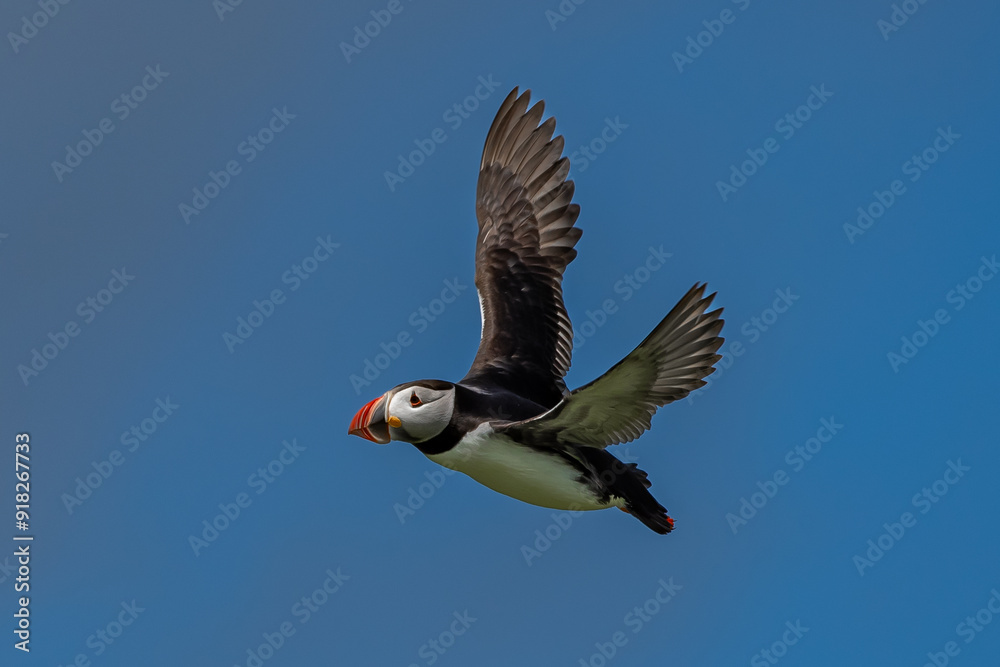 Seabird Species Atlantic Puffin (Fratercula arctica) Flies On The Isle ...