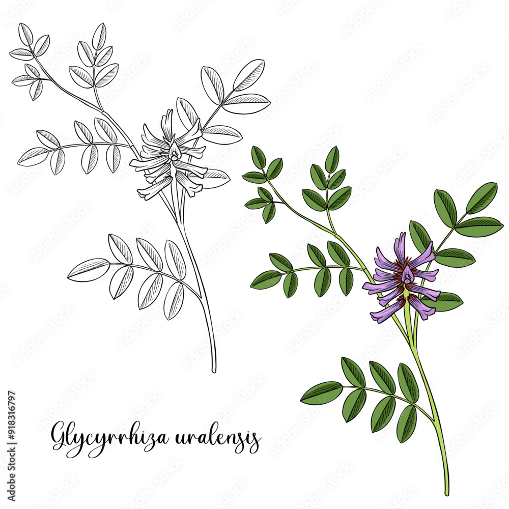 vector drawing plant of Licorice, Chinese liquorice, Glycyrrhiza ...