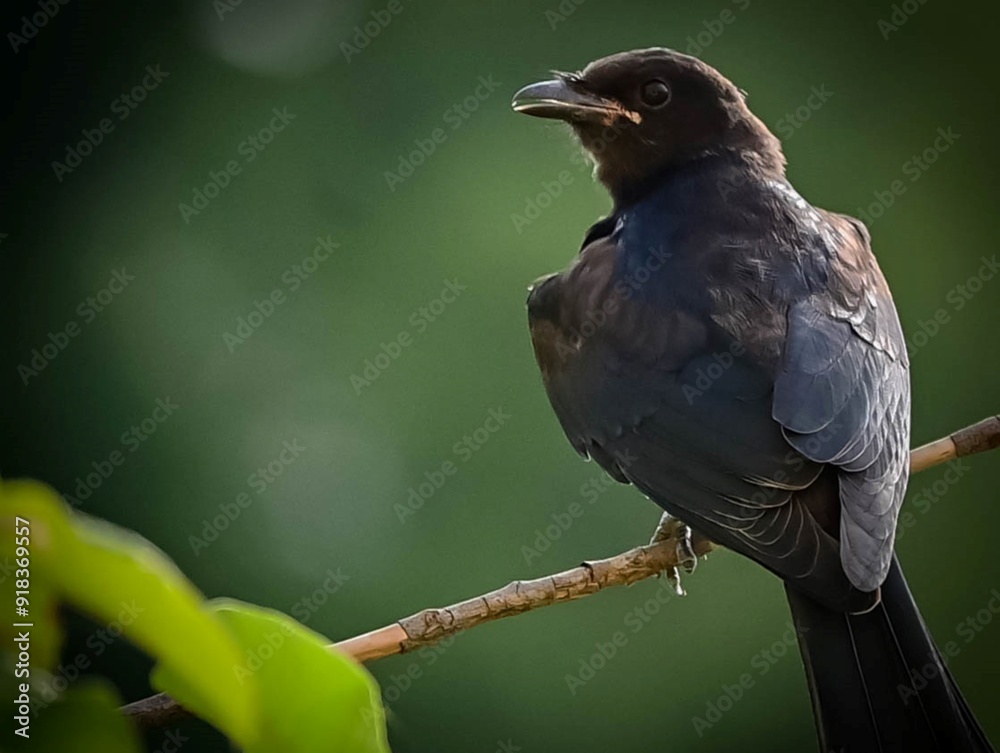 The drongos are a family, Dicruridae, of passerine birds of the Old ...