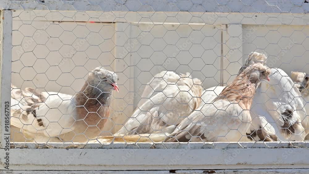 White and brown pigeons inside a wire cage A group of white and brown ...