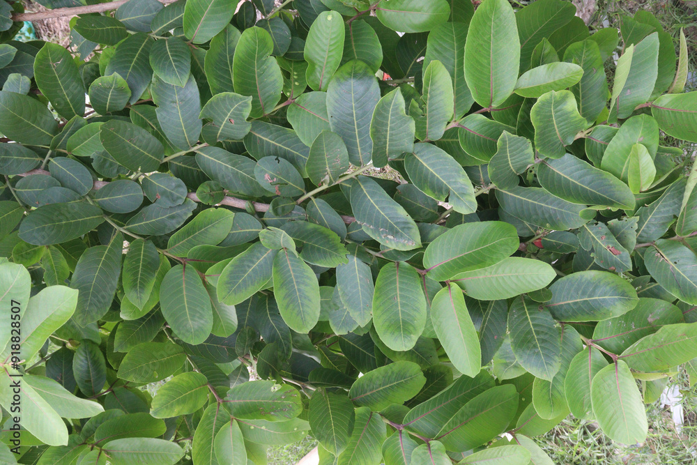 Arjun plant on farm for medicinal purpose Stock Photo | Adobe Stock
