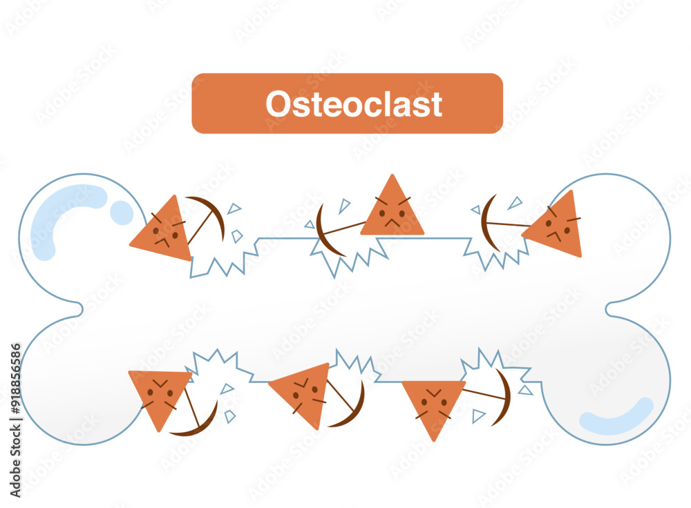 Mechanisms of bone resorption and bone formation by osteoclasts and ...