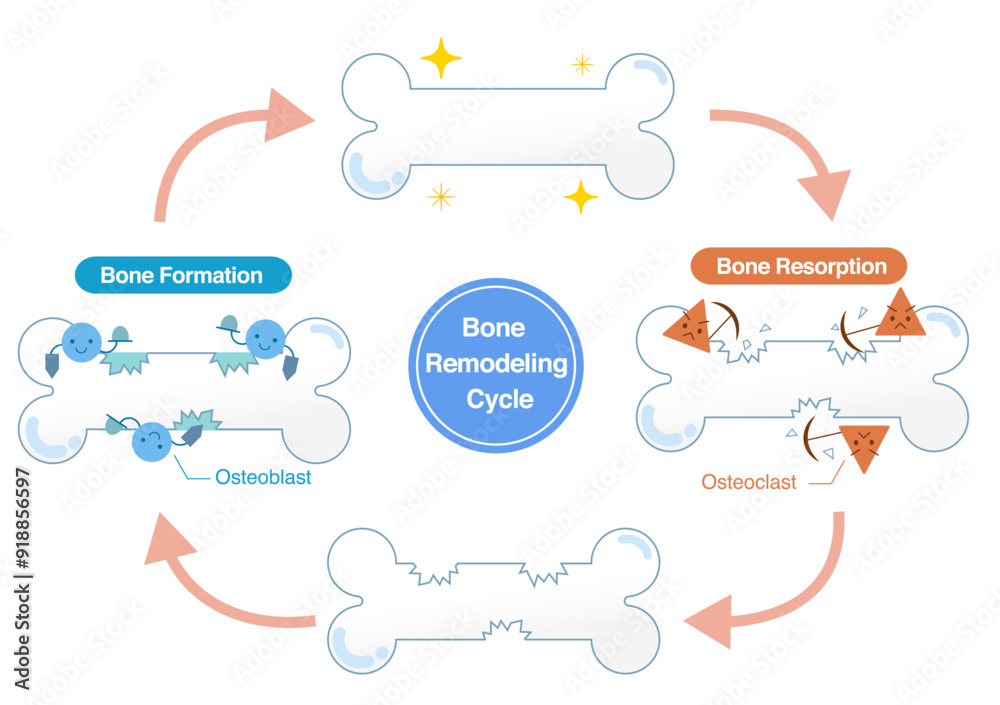 Mechanisms of bone resorption and bone formation by osteoclasts and ...
