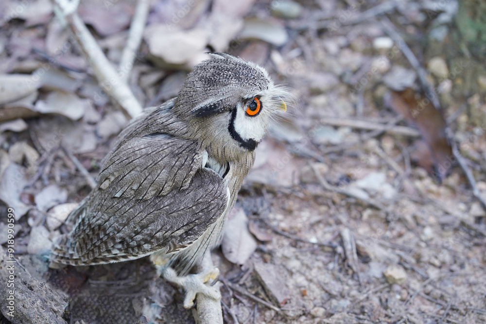 Closeup and portrait of the northern white face owl with red big eyes ...