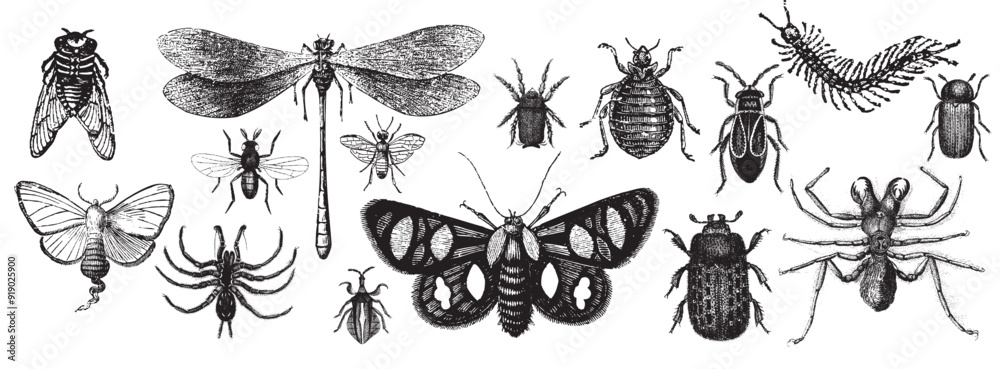 Insect collection illustration, drawing, engraving, ink, line art ...