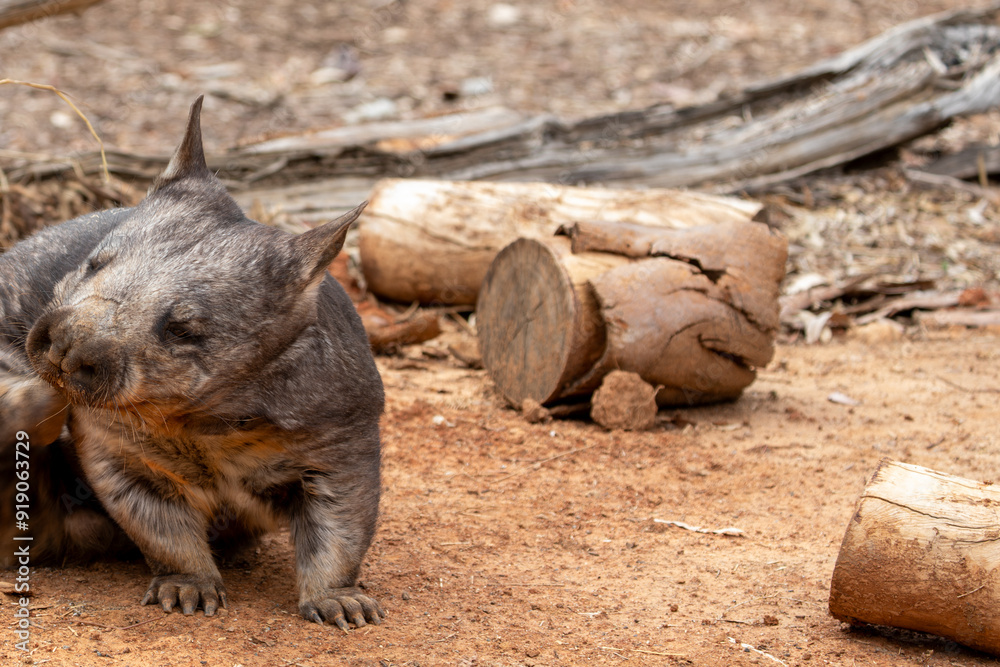 Foto de Common Wombats are large, squat and muscular, with short limbs ...