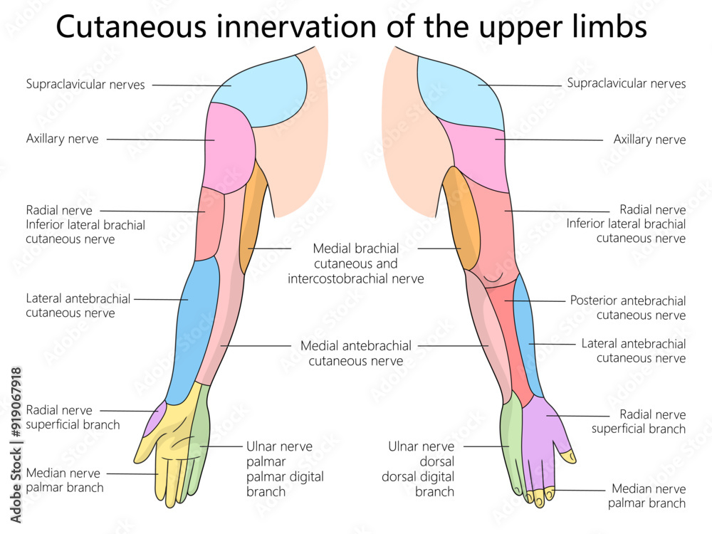 Poster upper limbs showing the cutaneous nerve innervation, with labels ...