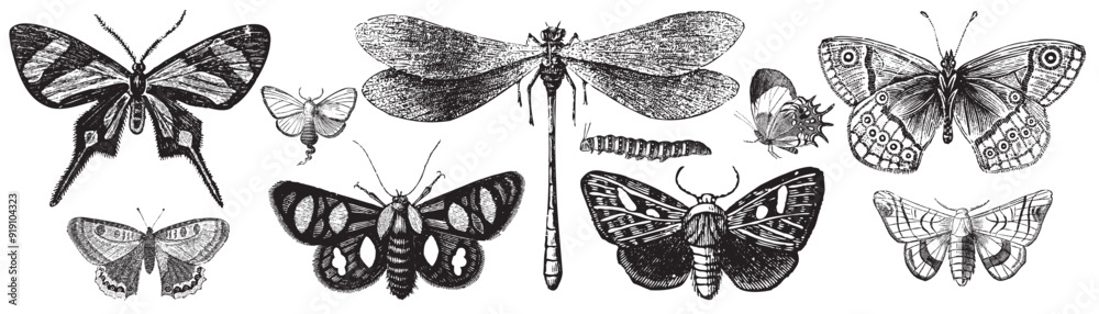 Insect collection illustration, drawing, engraving, ink, line art ...