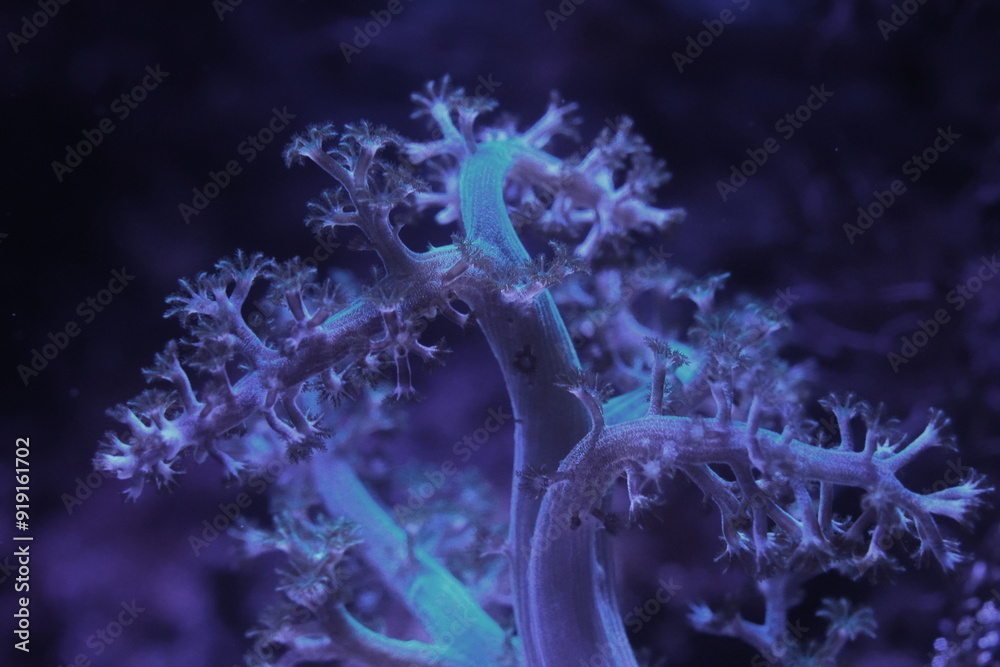 The Kenya Tree Coral (Capnella spp.) is a popular soft coral species ...