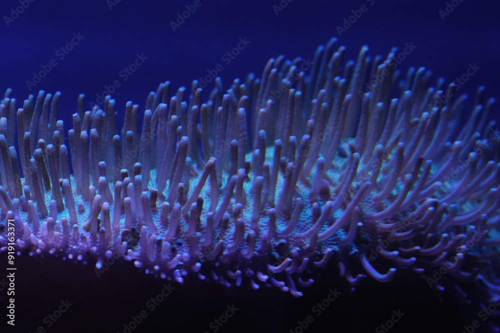 Toadstool Mushroom Leather Coral (Sarcophyton spp.) is a soft coral ...