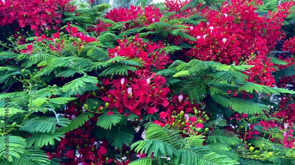 Red Flamboyant tree flowers also known as Royal Poinciana,Delonix regia ...