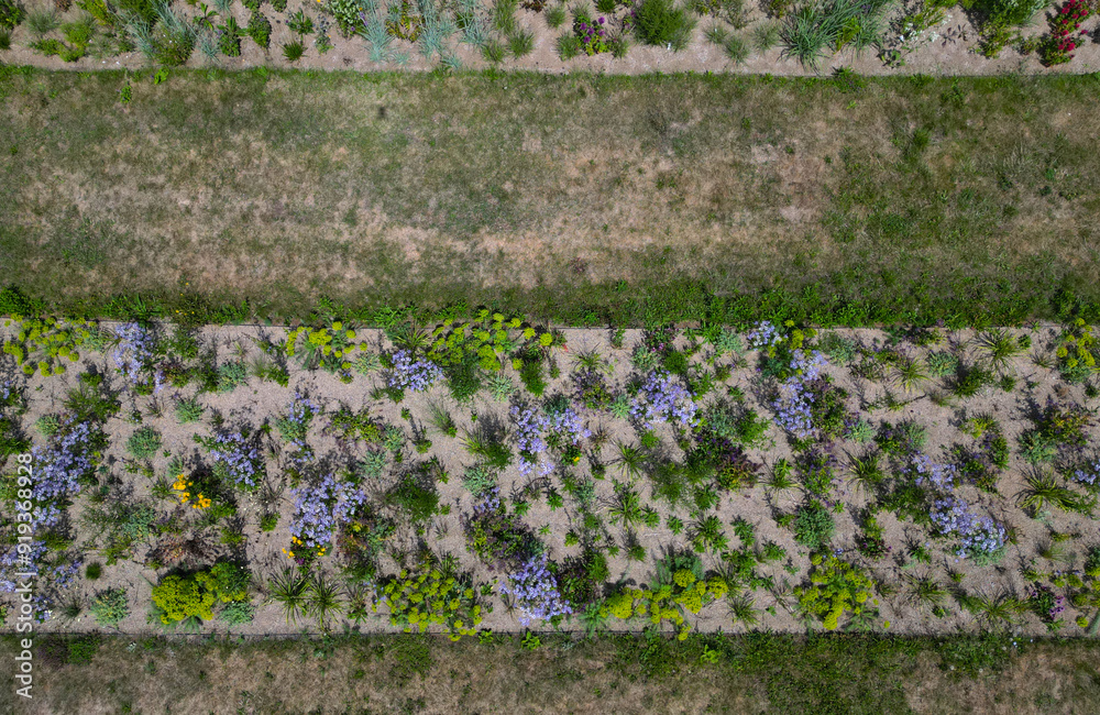 planting wild-style plants in strips. blue blooming flowers combined ...