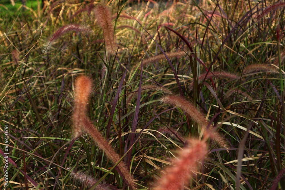 Purple reed plants or purple fountain grass, (Pennisetum setaceum) in a ...