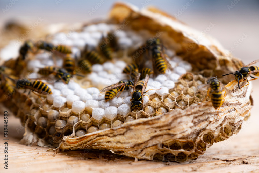 Vespula vulgaris Wasp swarming in honeycomb, honeycombs showing insect ...