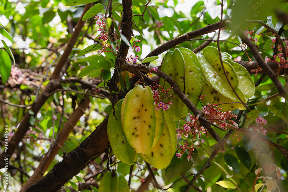 Poster ripe starfruit (carambola) with a many black spot caused by ...