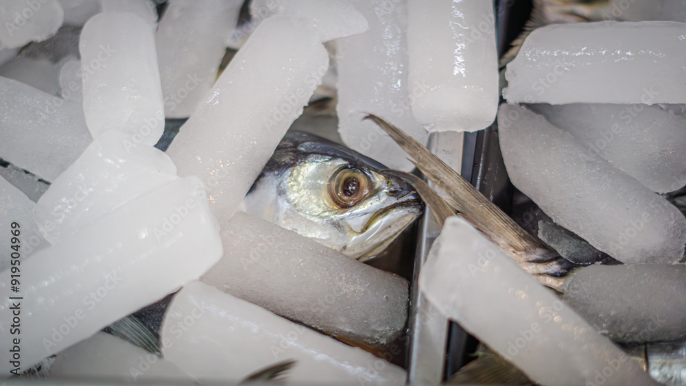 Indo-Pacific king mackerel (Scomberomorus guttatus), also known as the ...