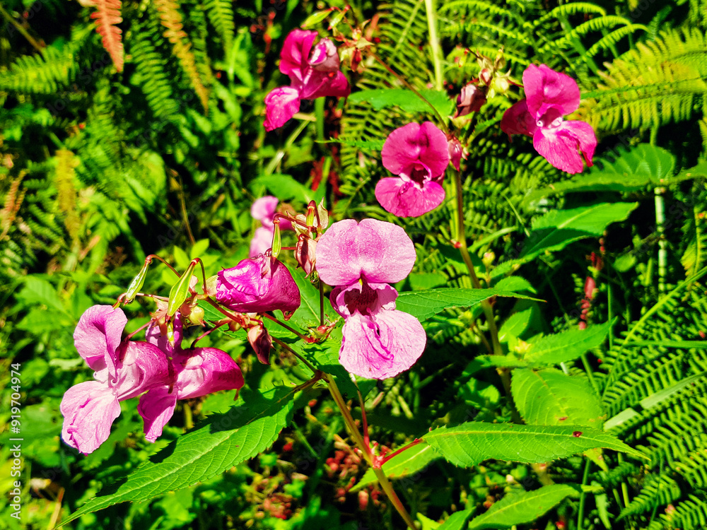 Flowers and seeds of Himalayan balsam (Impatiens glandulifera ...
