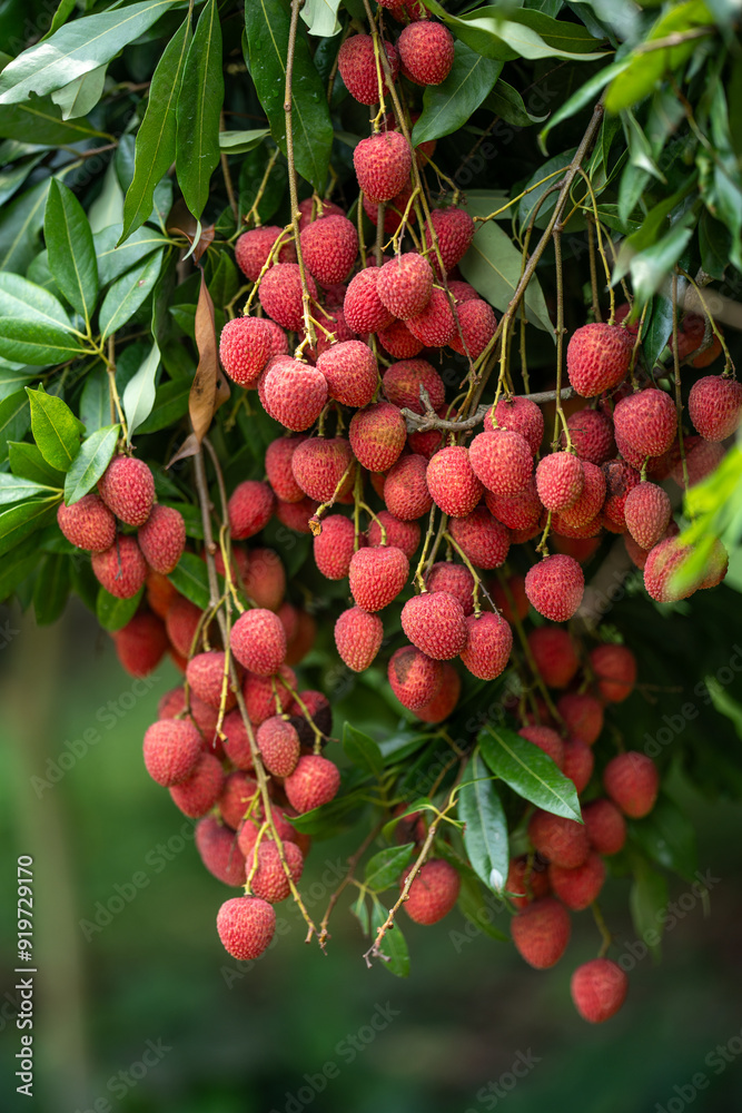 Ripe lychees in lychee garden, orchard. Vibrant colors and juicy ...
