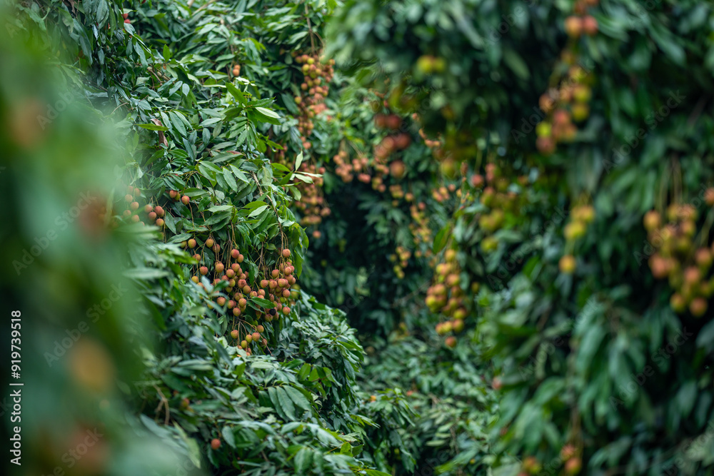 Ripe lychees in lychee garden, orchard. Vibrant colors and juicy ...