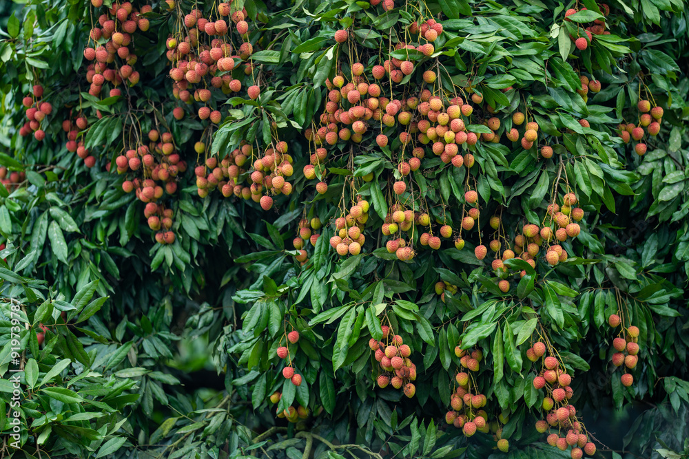 Ripe lychees in lychee garden, orchard. Vibrant colors and juicy ...
