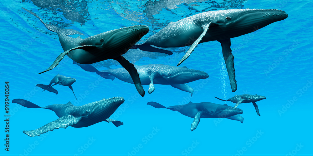 Underwater Humpback Whales - A pod of Humpback whales swim together on ...